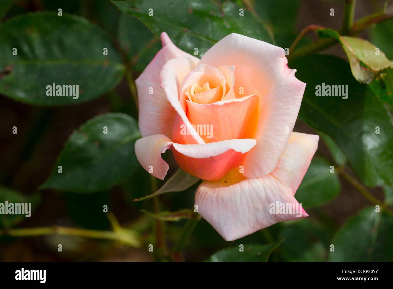 Chanelle rose heirloom roses st hi-res stock photography and images - Alamy