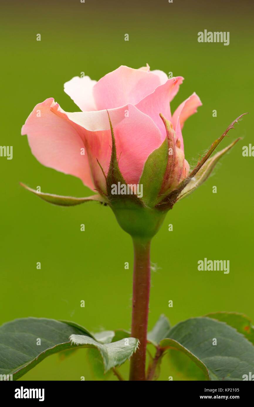 Paul jane hi-res stock photography and images - Alamy