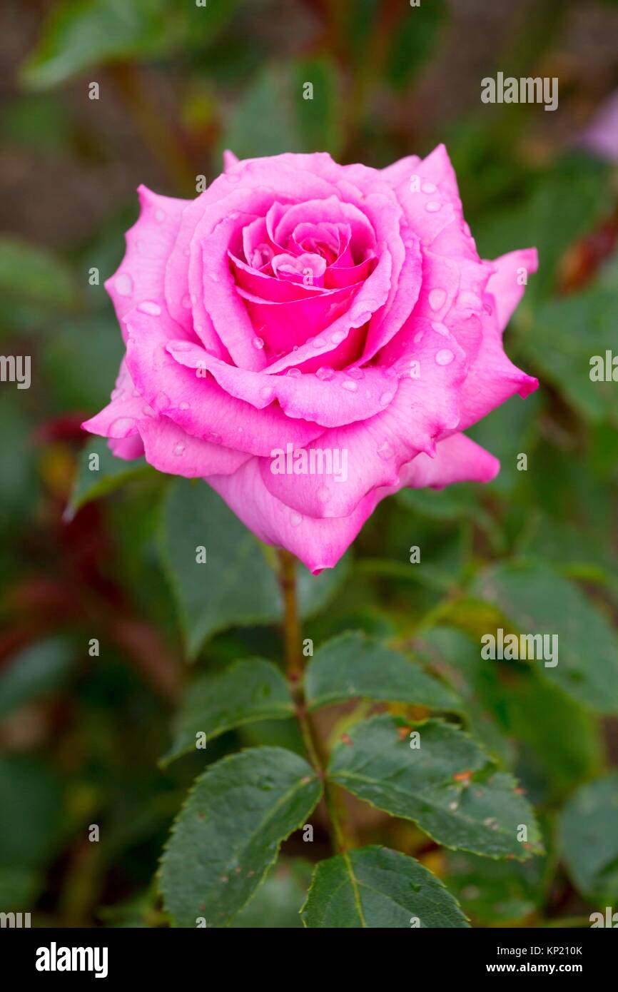 Rose agriculture hi-res stock photography and images - Alamy