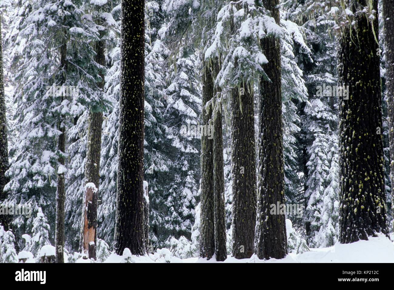 The rogue river hi-res stock photography and images - Alamy