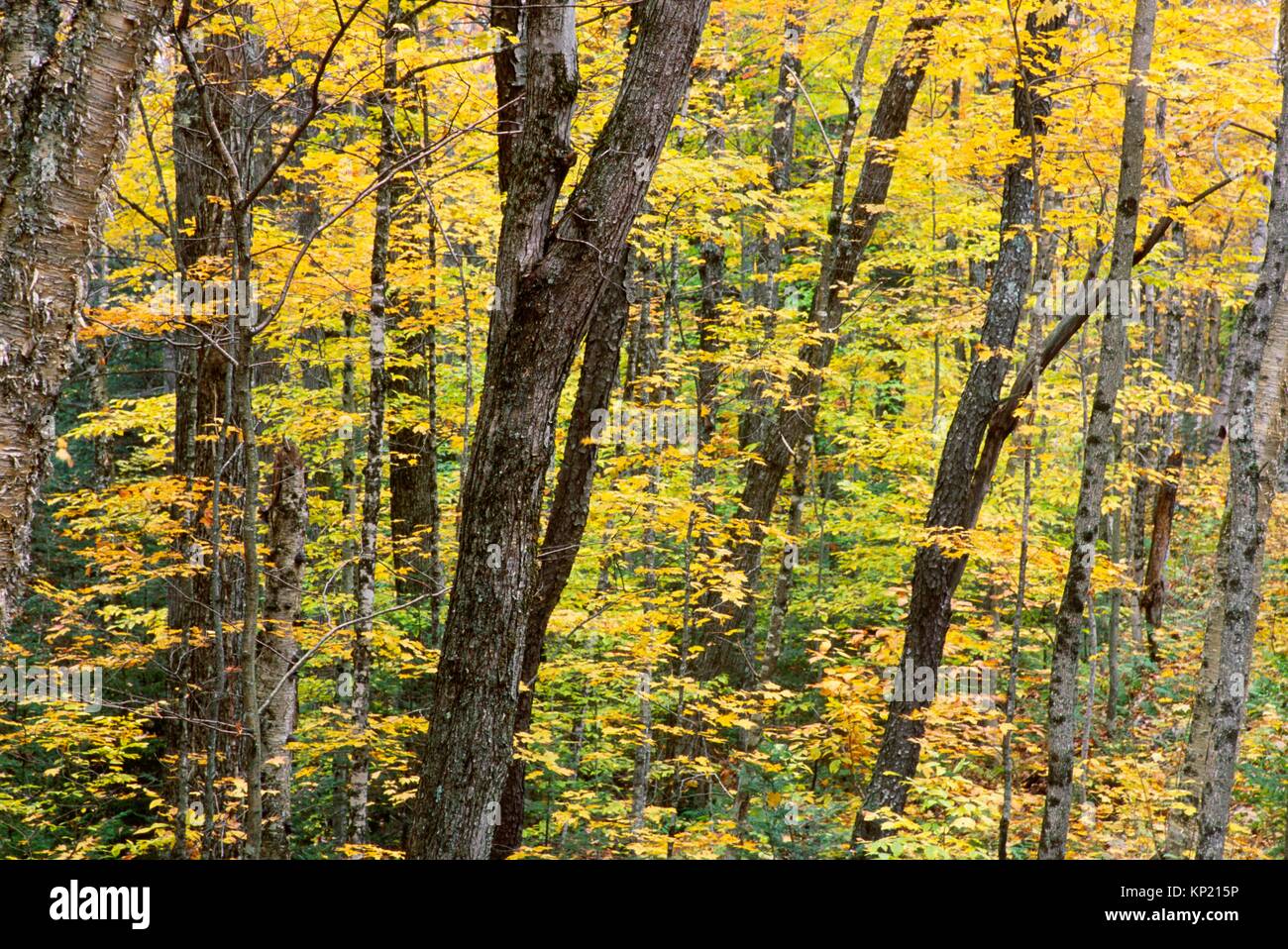 Green mountain national forest vermont hi-res stock photography and ...