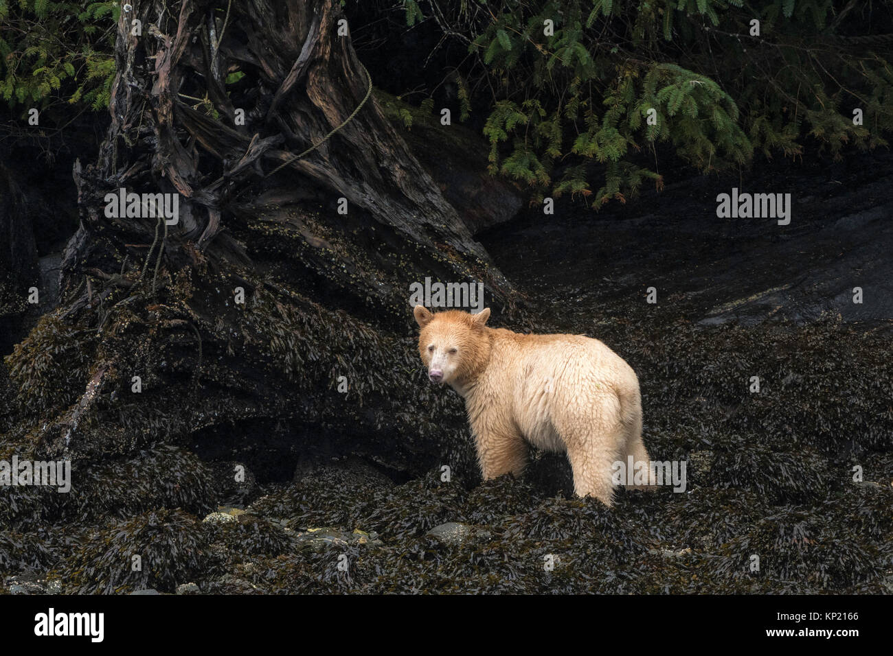 One Kermode Spirit Bear in the Great Bear Rainforest in British ...