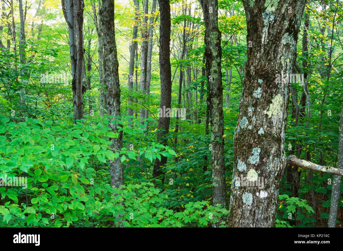 Monongahela national forest hi-res stock photography and images - Alamy