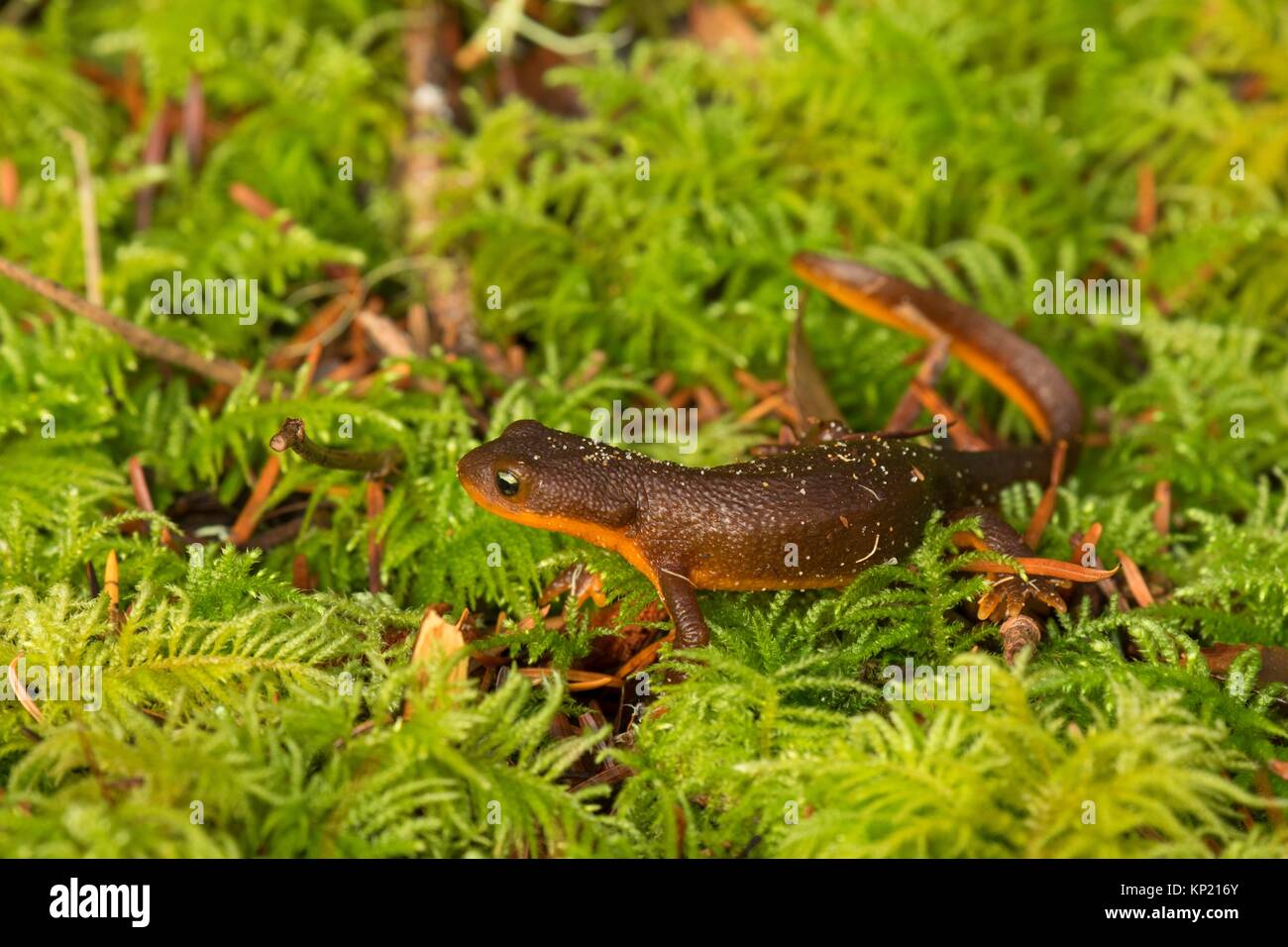 Rough Skinned Newt High Resolution Stock Photography and Images - Alamy