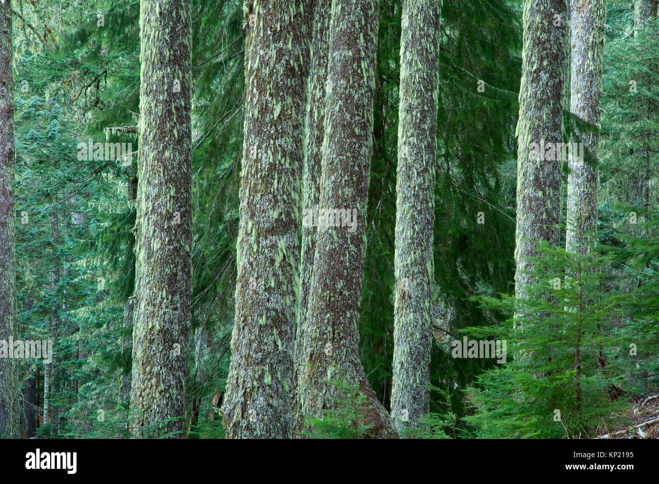 Noble Fir Tree High Resolution Stock Photography and Images - Alamy