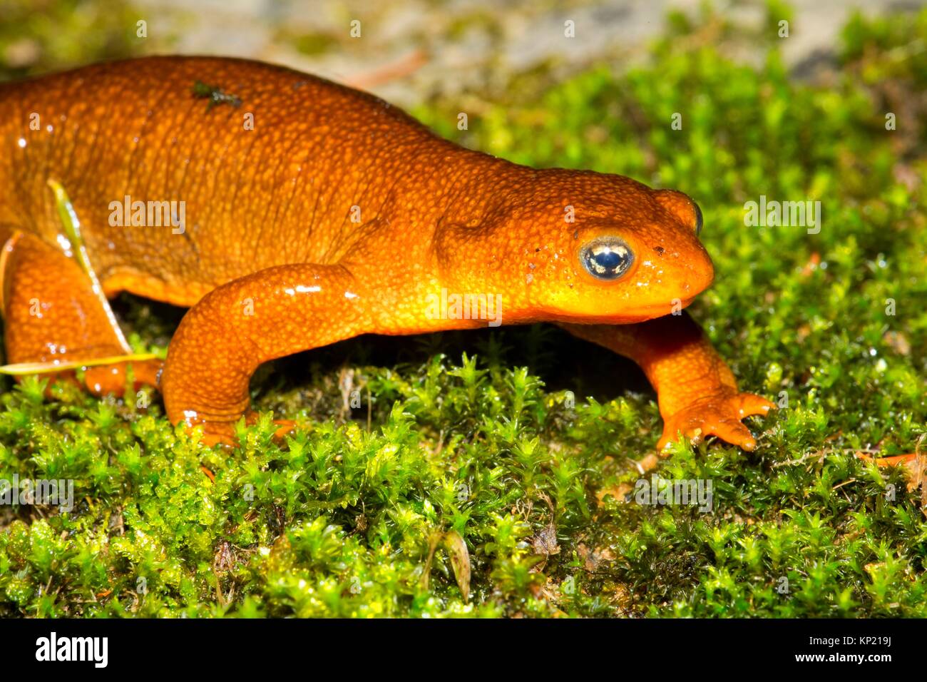 Rough Skinned Newt High Resolution Stock Photography and Images - Alamy