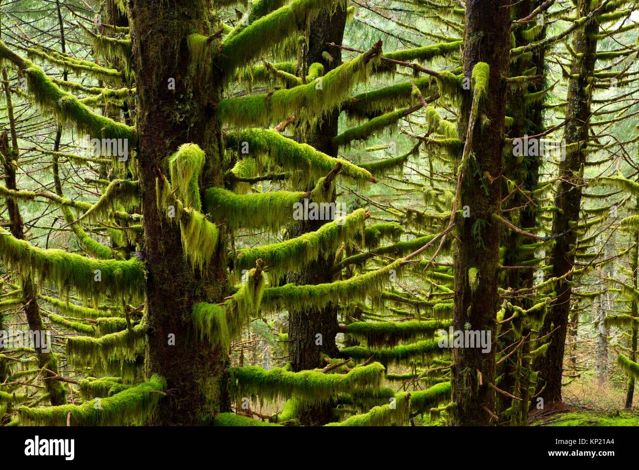 Indian spruce hi-res stock photography and images - Alamy