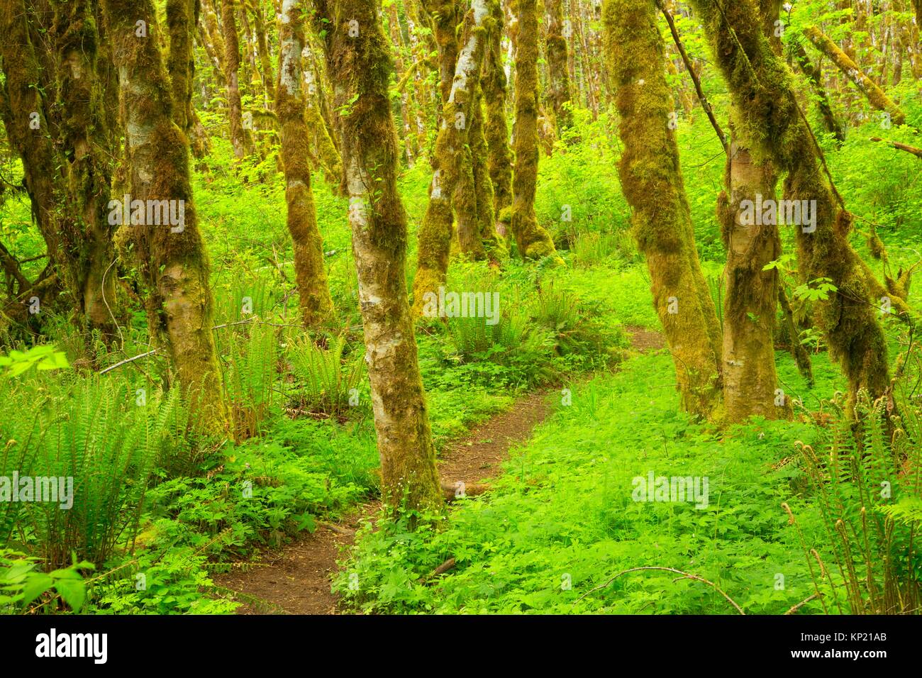 Usa oregon alsea river hi-res stock photography and images - Alamy