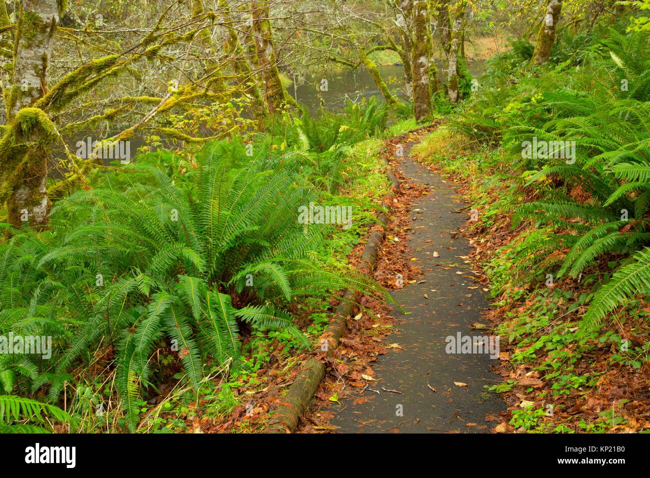 Sword fern hi-res stock photography and images - Alamy