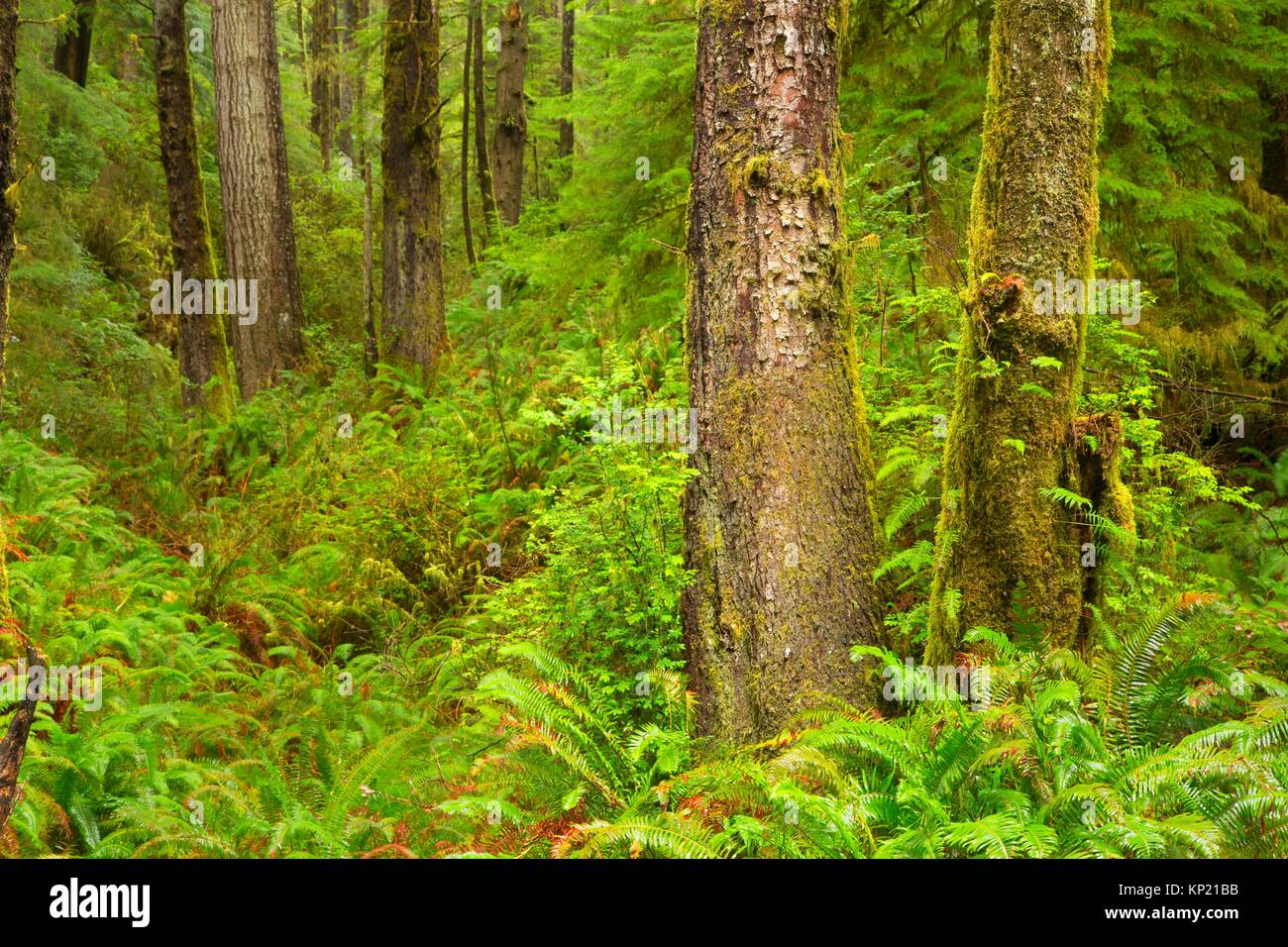 Ancient forest, Cummins Creek Wilderness, Siuslaw National Forest ...