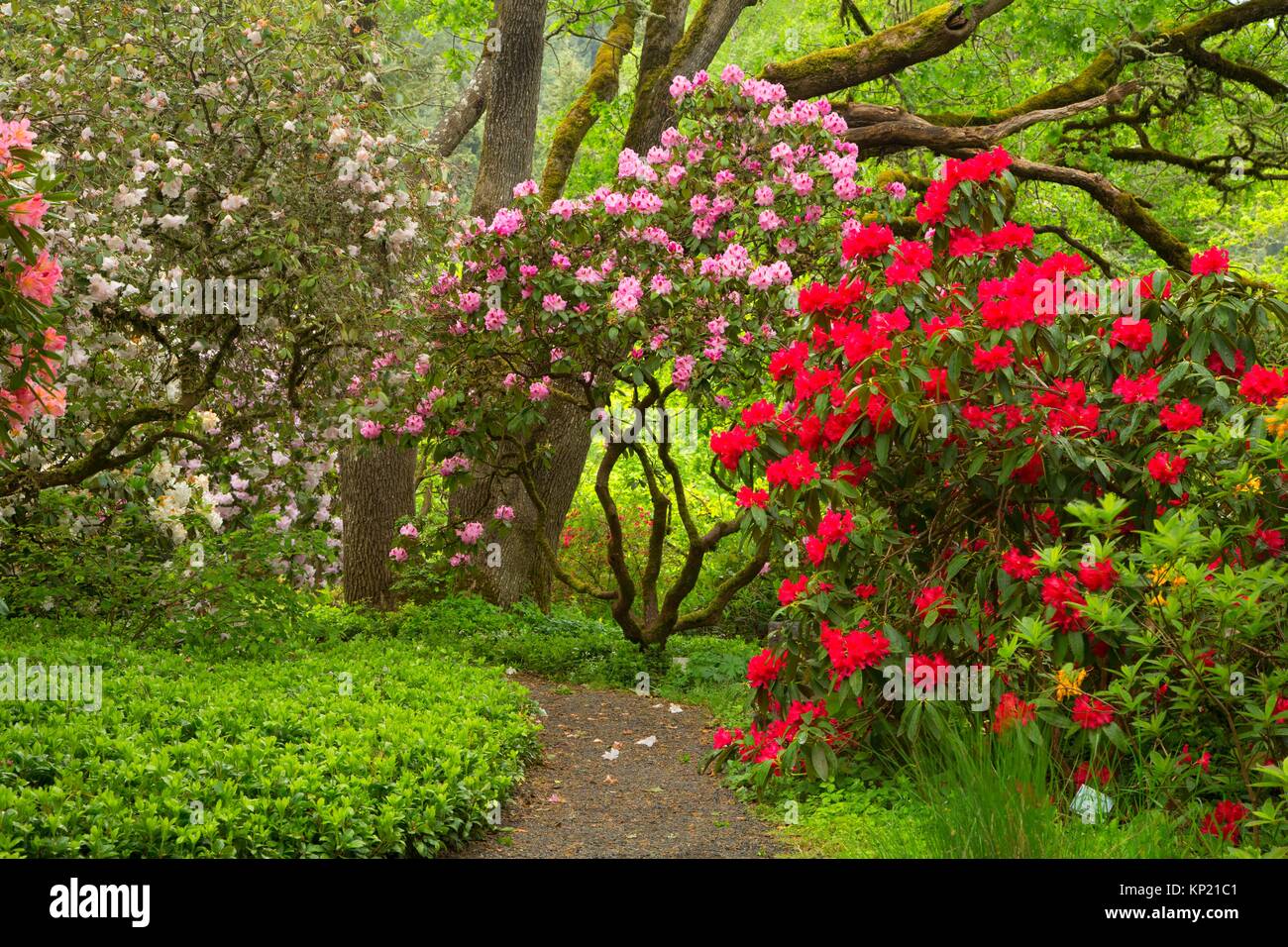 Rhododendron Park High Resolution Stock Photography and Images - Alamy