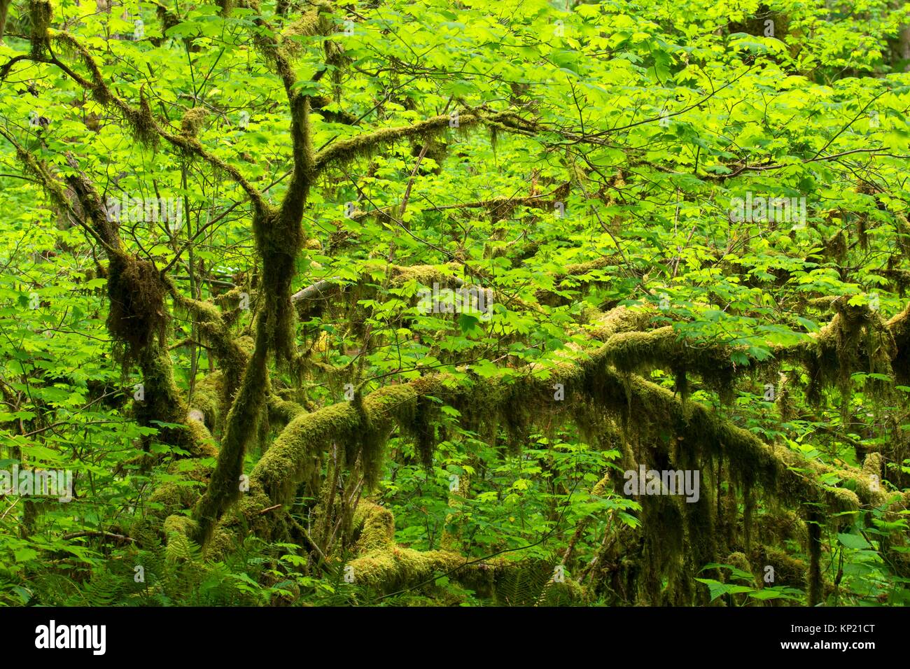 Vine Maple Stock Photos & Vine Maple Stock Images - Alamy