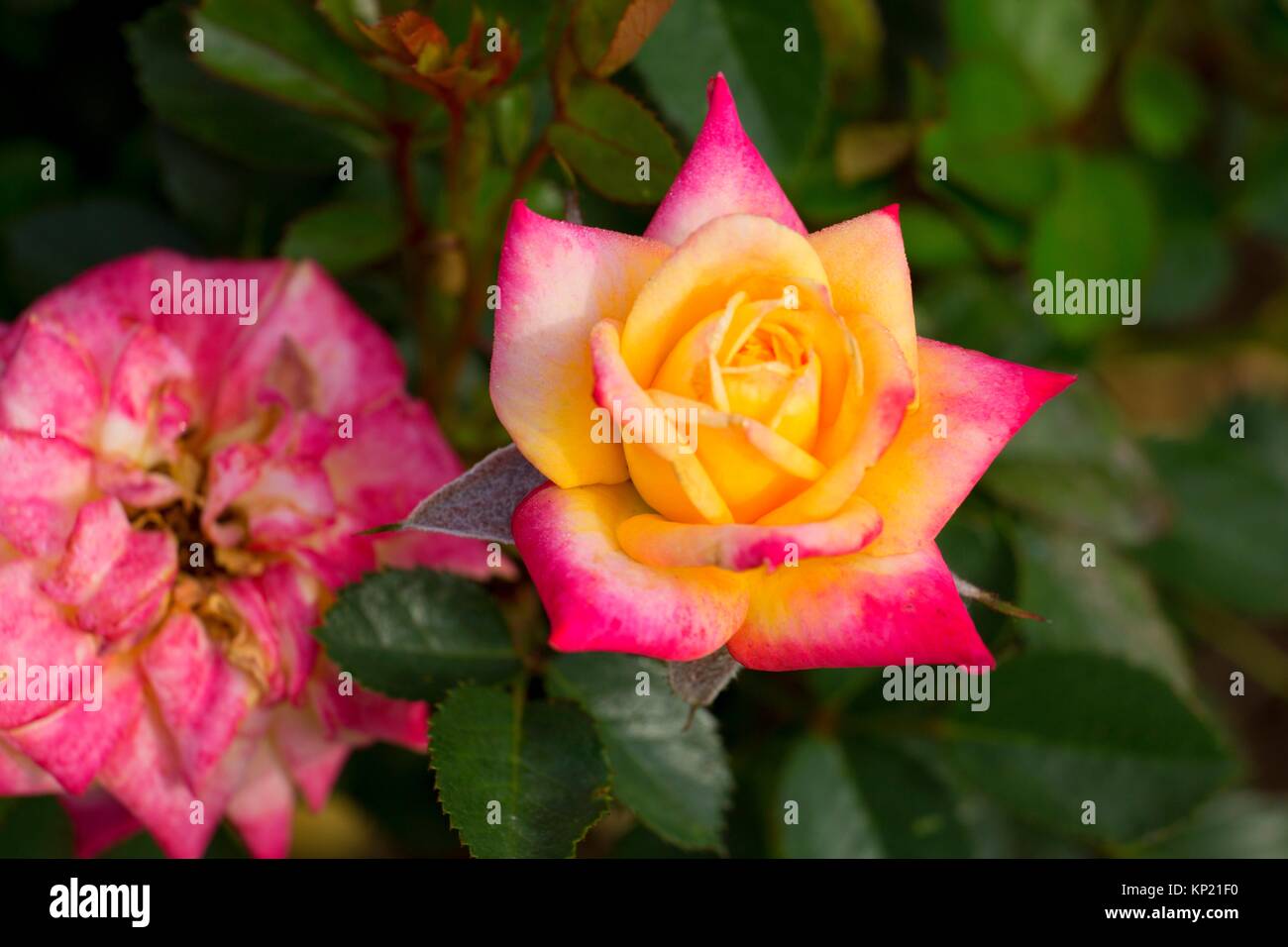 Amber rose High Resolution Stock Photography and Images - Alamy