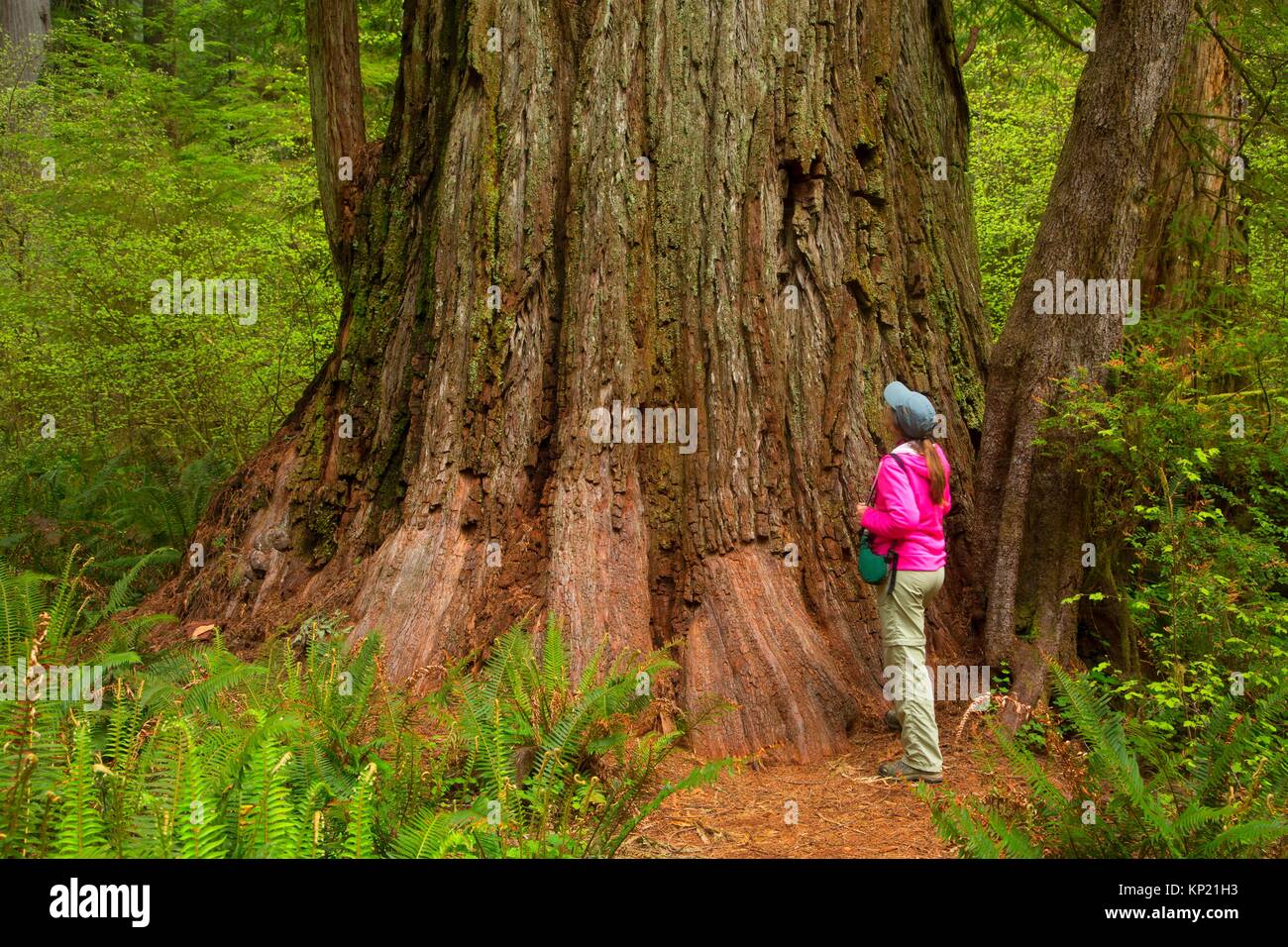Simpson reed trail hi-res stock photography and images - Alamy