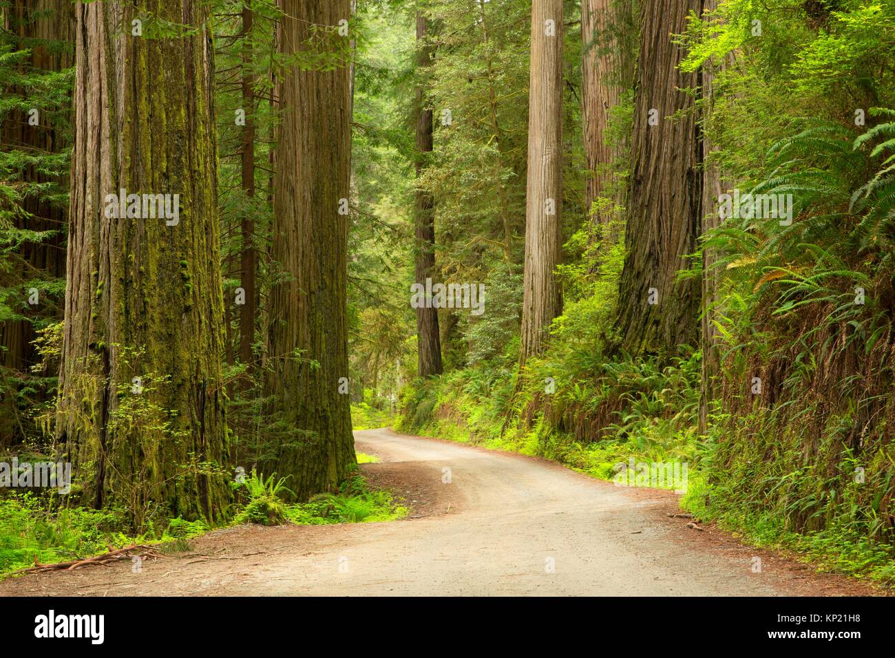 Redwoods national park hi-res stock photography and images - Alamy