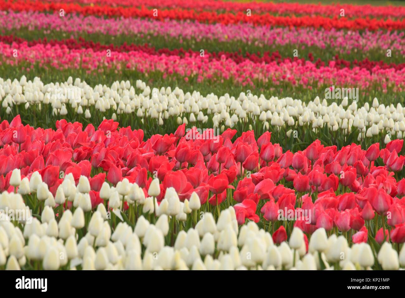 Tulip field, Wooden Shoe Bulb Co. , Clackamas County, Oregon Stock ...
