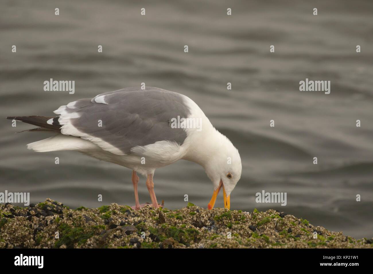 Oregon state bird hi-res stock photography and images - Alamy