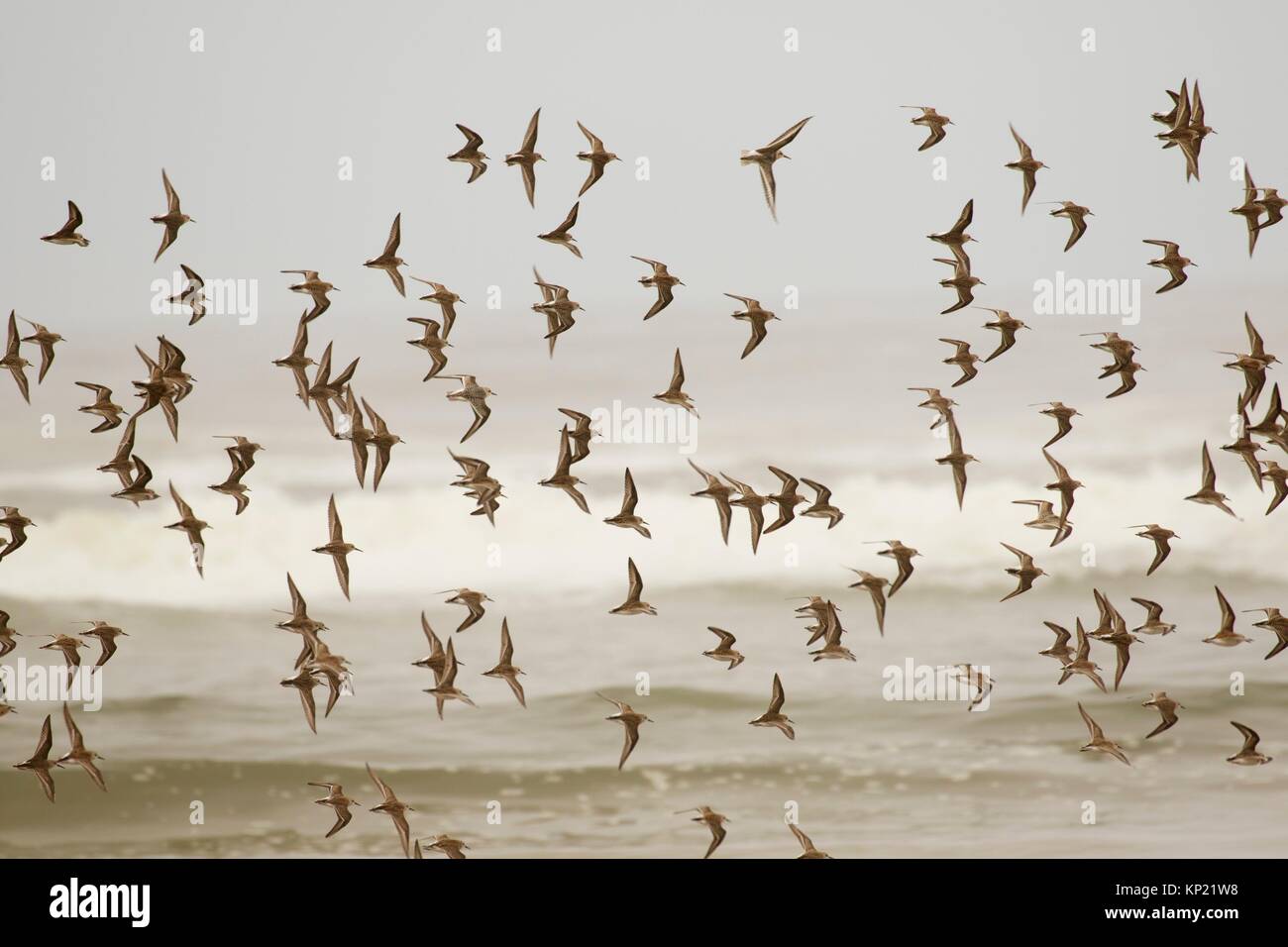 Shorebirds in flight hi-res stock photography and images - Alamy