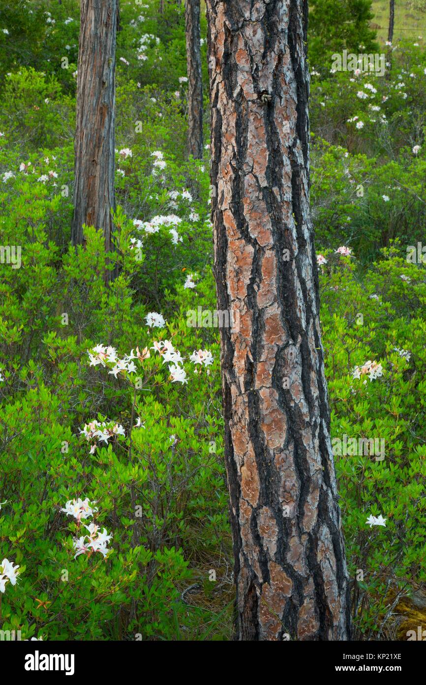 Azalea tree forest hi-res stock photography and images - Alamy