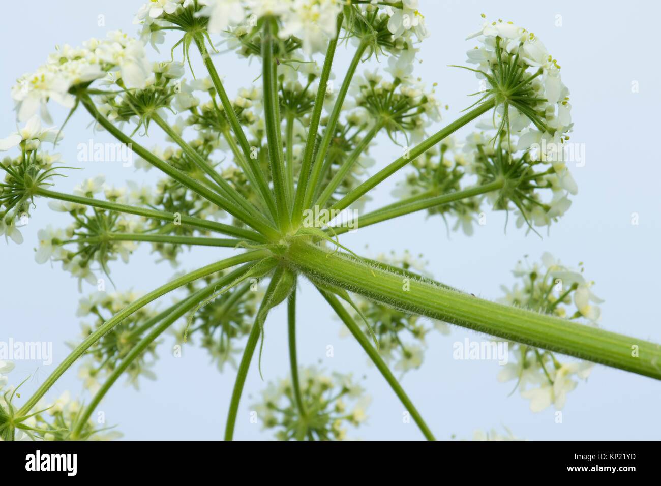 Daucus Carota Flower High Resolution Stock Photography and Images - Alamy