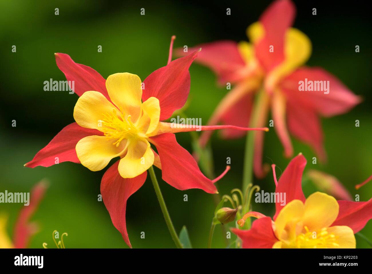 Columbine Plant Stock Photos & Columbine Plant Stock Images - Alamy