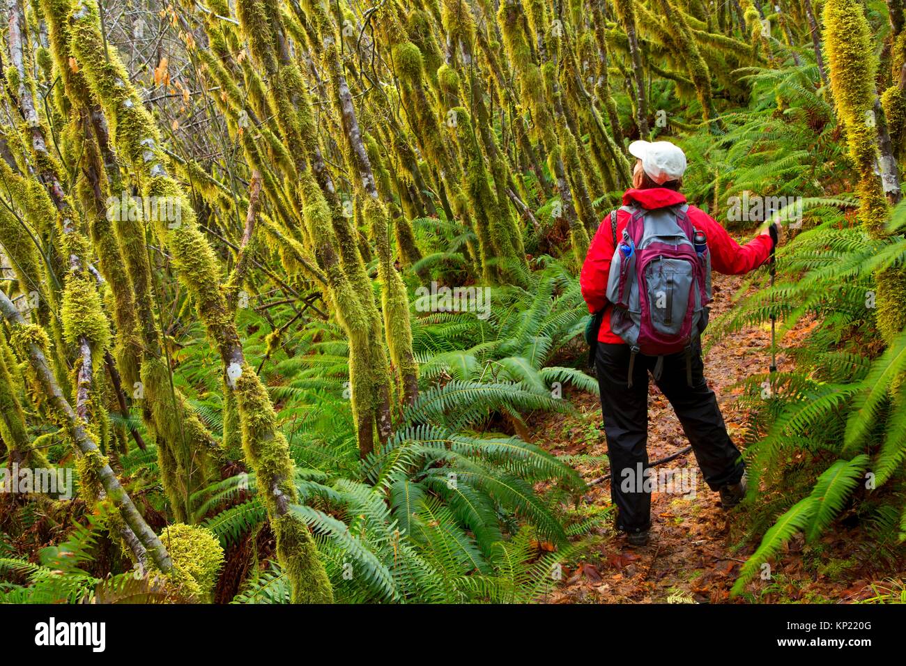 Clatsop state forest, hi-res stock photography and images - Alamy