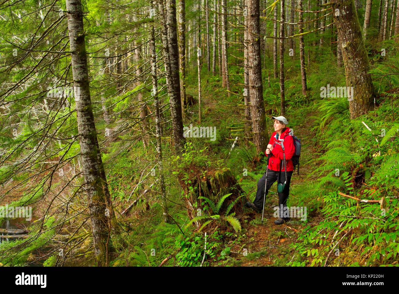 Clatsop State Forest, High Resolution Stock Photography and Images - Alamy