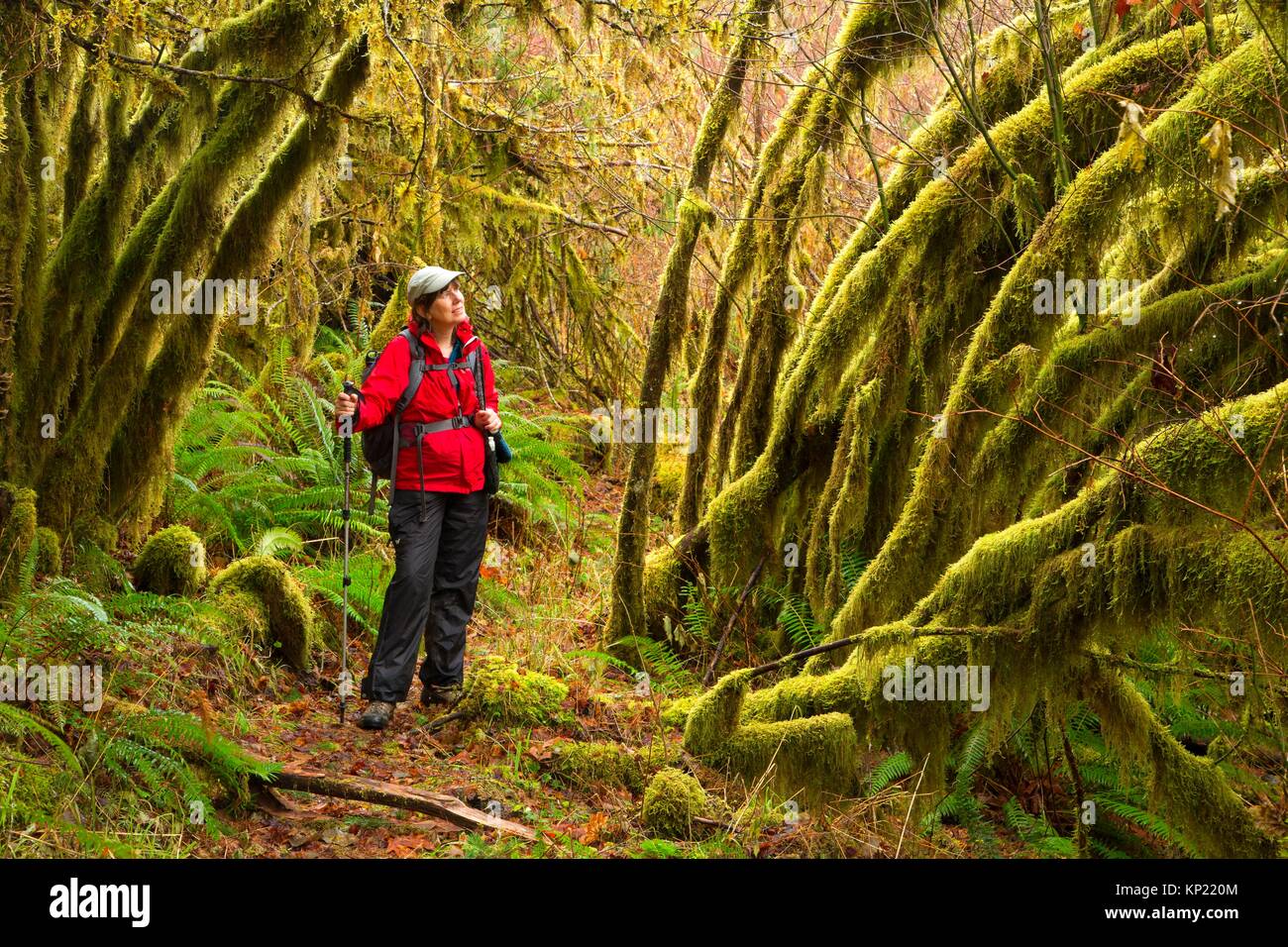 Clatsop state forest, hi-res stock photography and images - Alamy