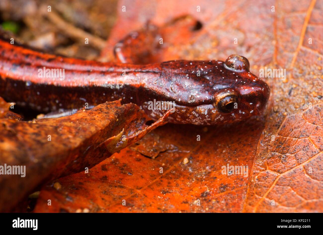 Red backed salamander hi-res stock photography and images - Alamy