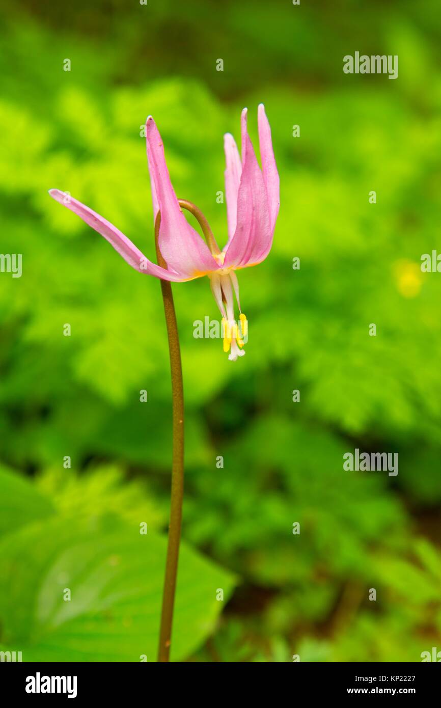 North fork nehalem river hi-res stock photography and images - Alamy