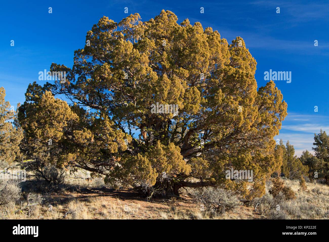 Juniperus occidentalis hi-res stock photography and images - Alamy