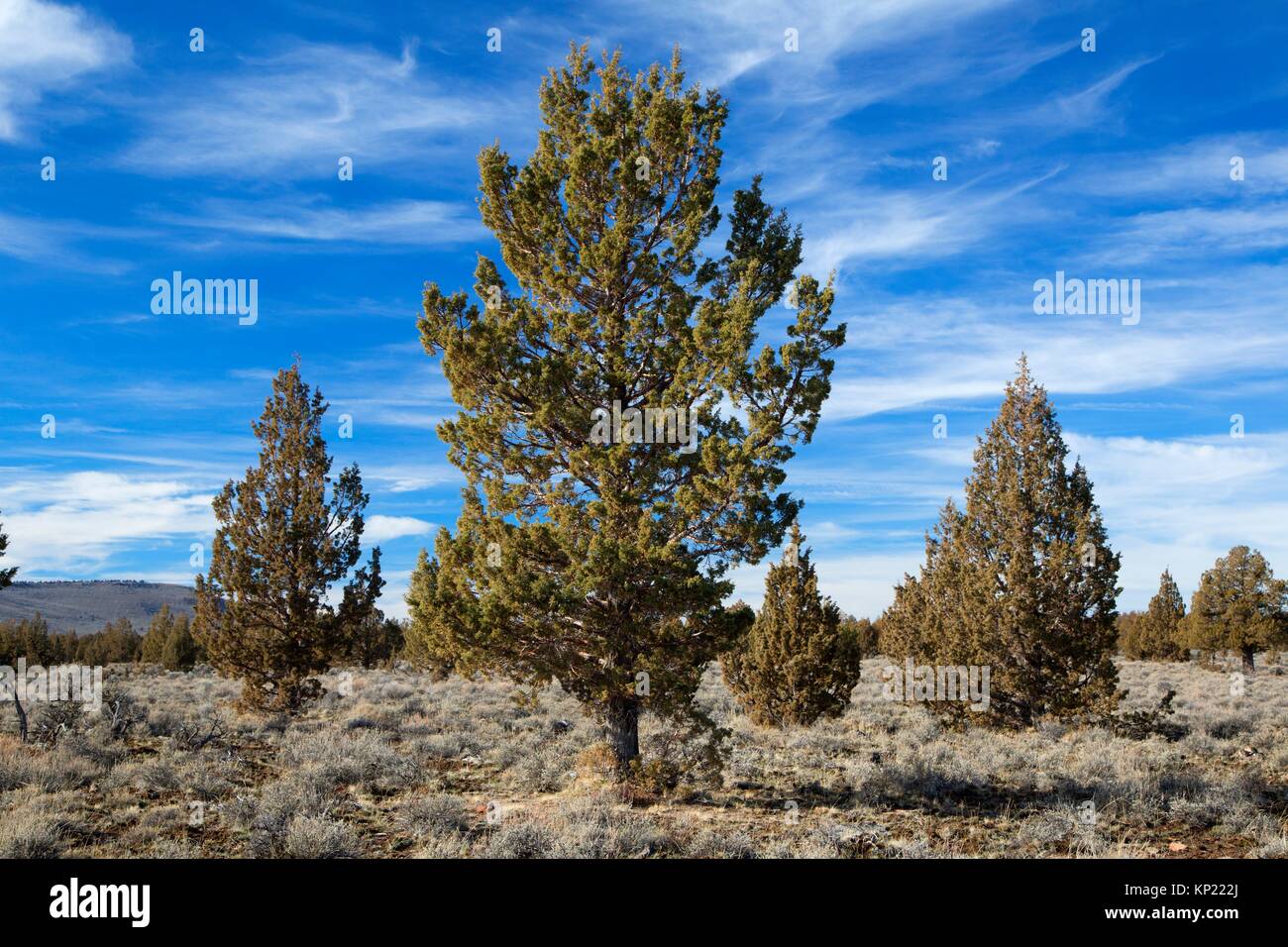 Western juniper juniperus occidentalis hi-res stock photography and ...
