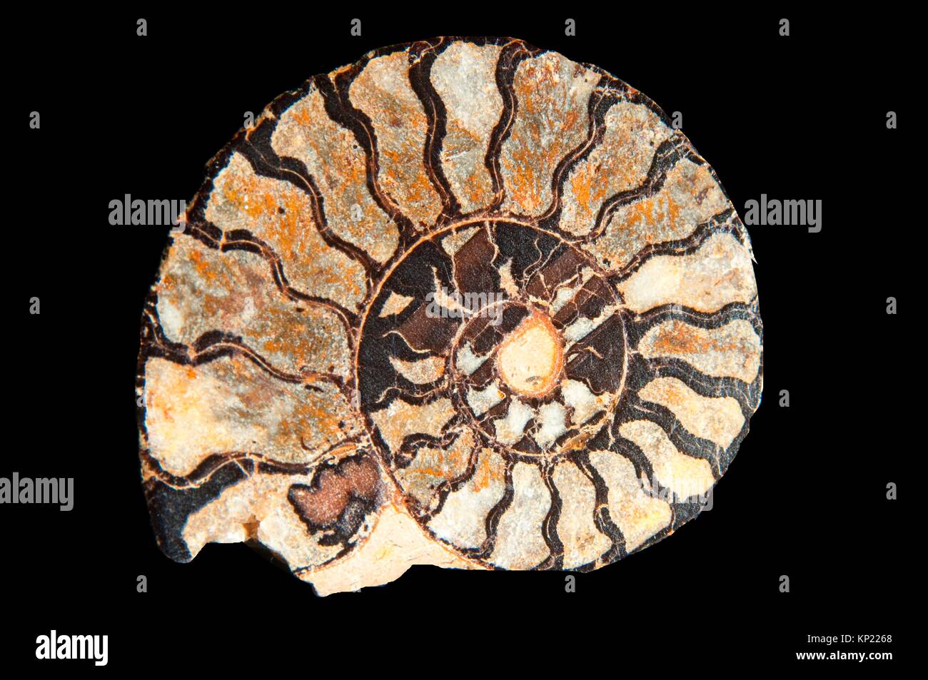 Snail Fossil High Resolution Stock Photography and Images - Alamy