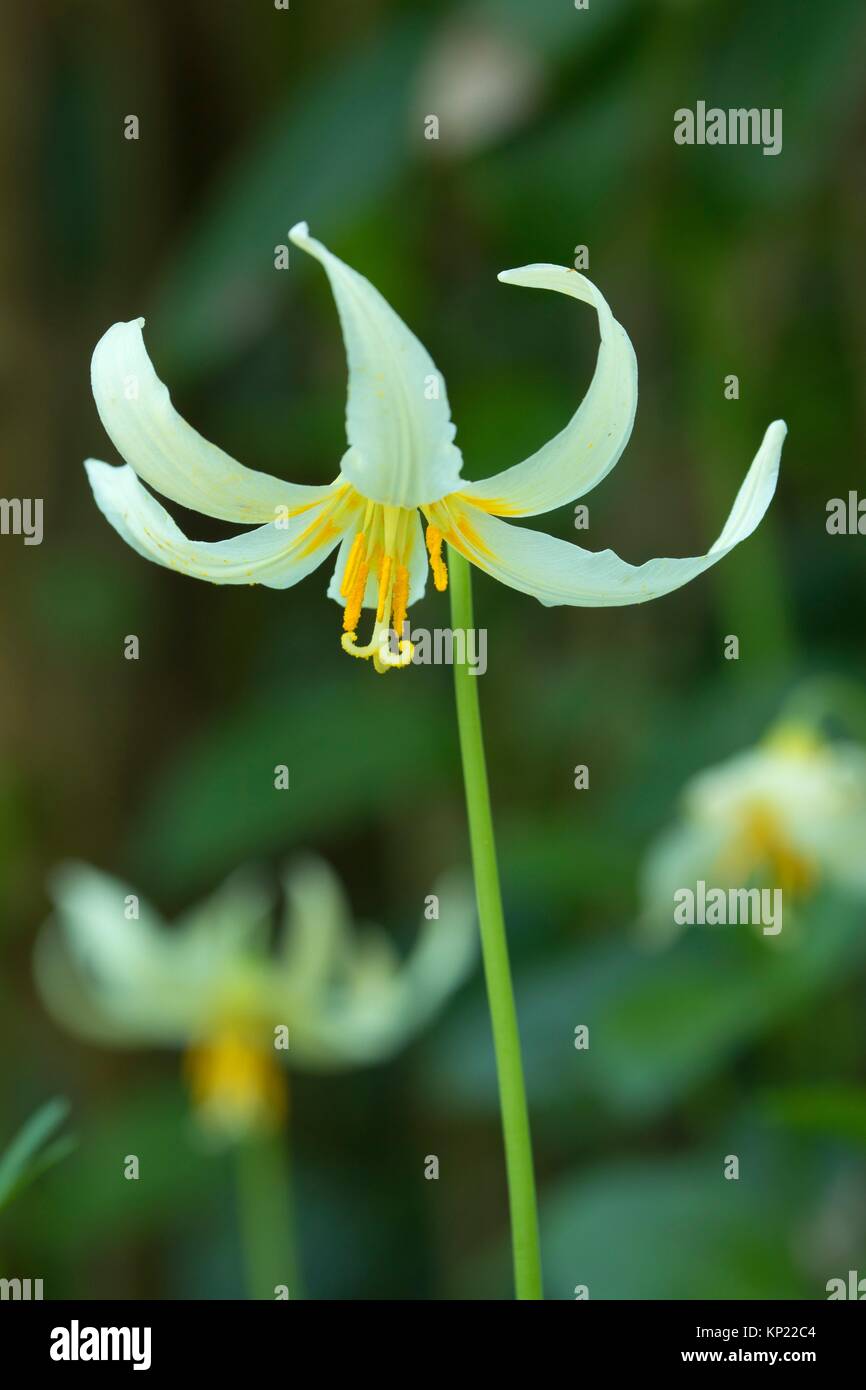 Oregon lily hi-res stock photography and images - Alamy