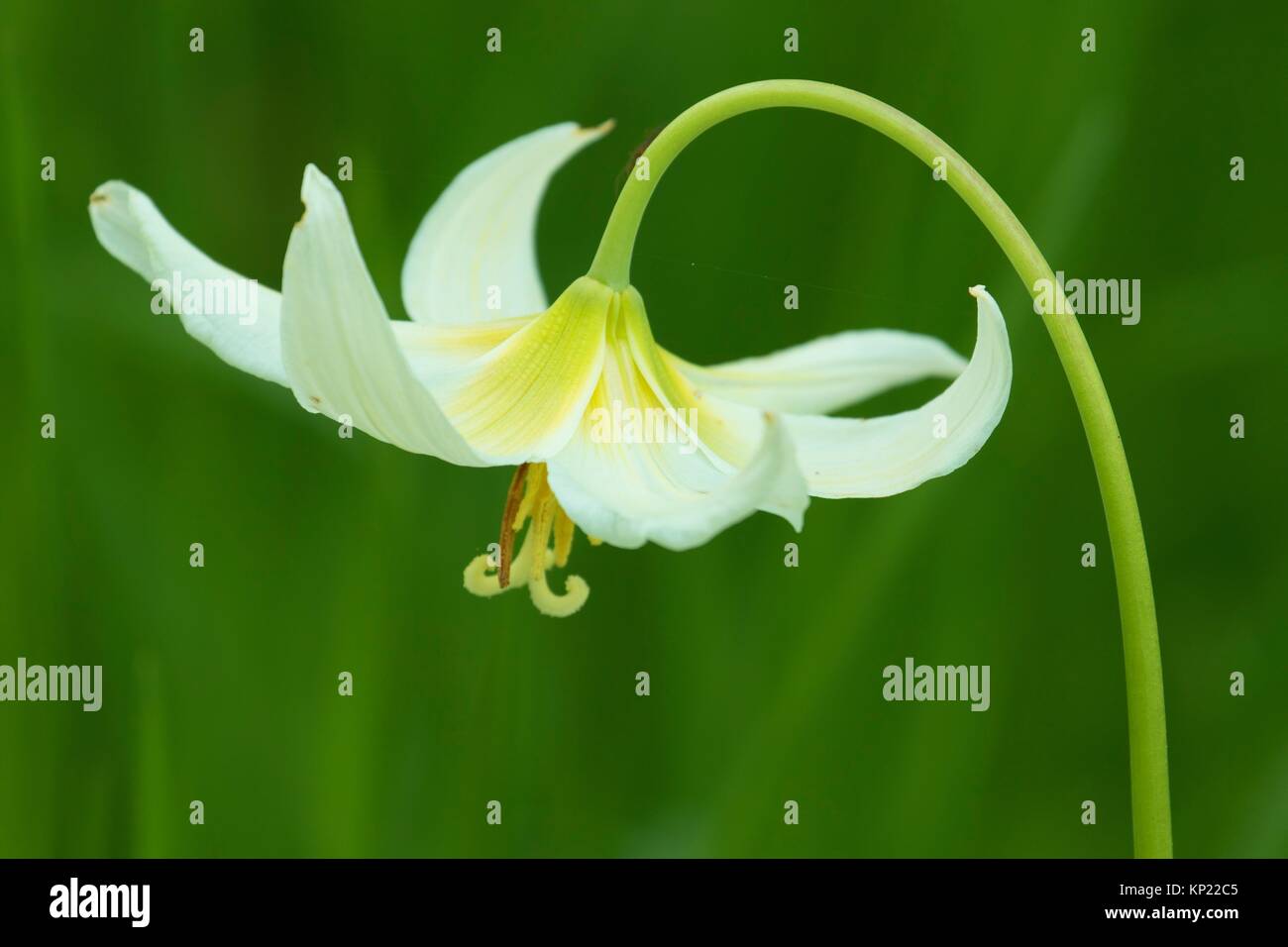 Oregon lily hi-res stock photography and images - Alamy