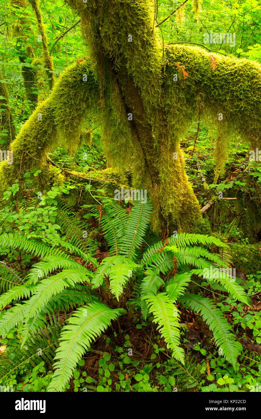 Sword fern hi-res stock photography and images - Alamy
