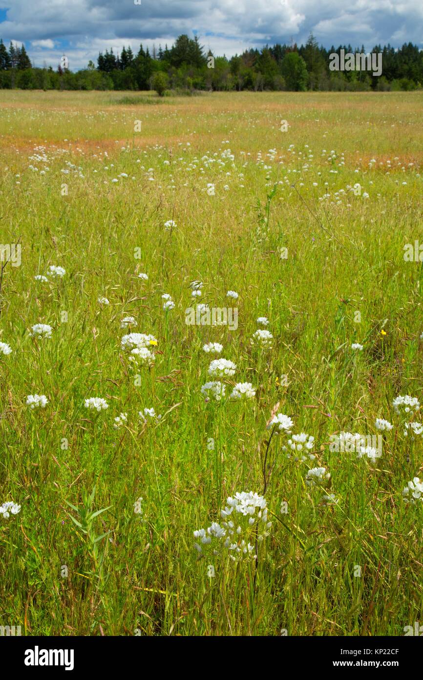 Roberts Meadow, Kingston Prairie Preserve, Marion County, Oregon Stock ...