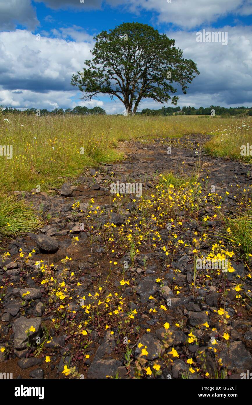 Prairie oak hi-res stock photography and images - Alamy