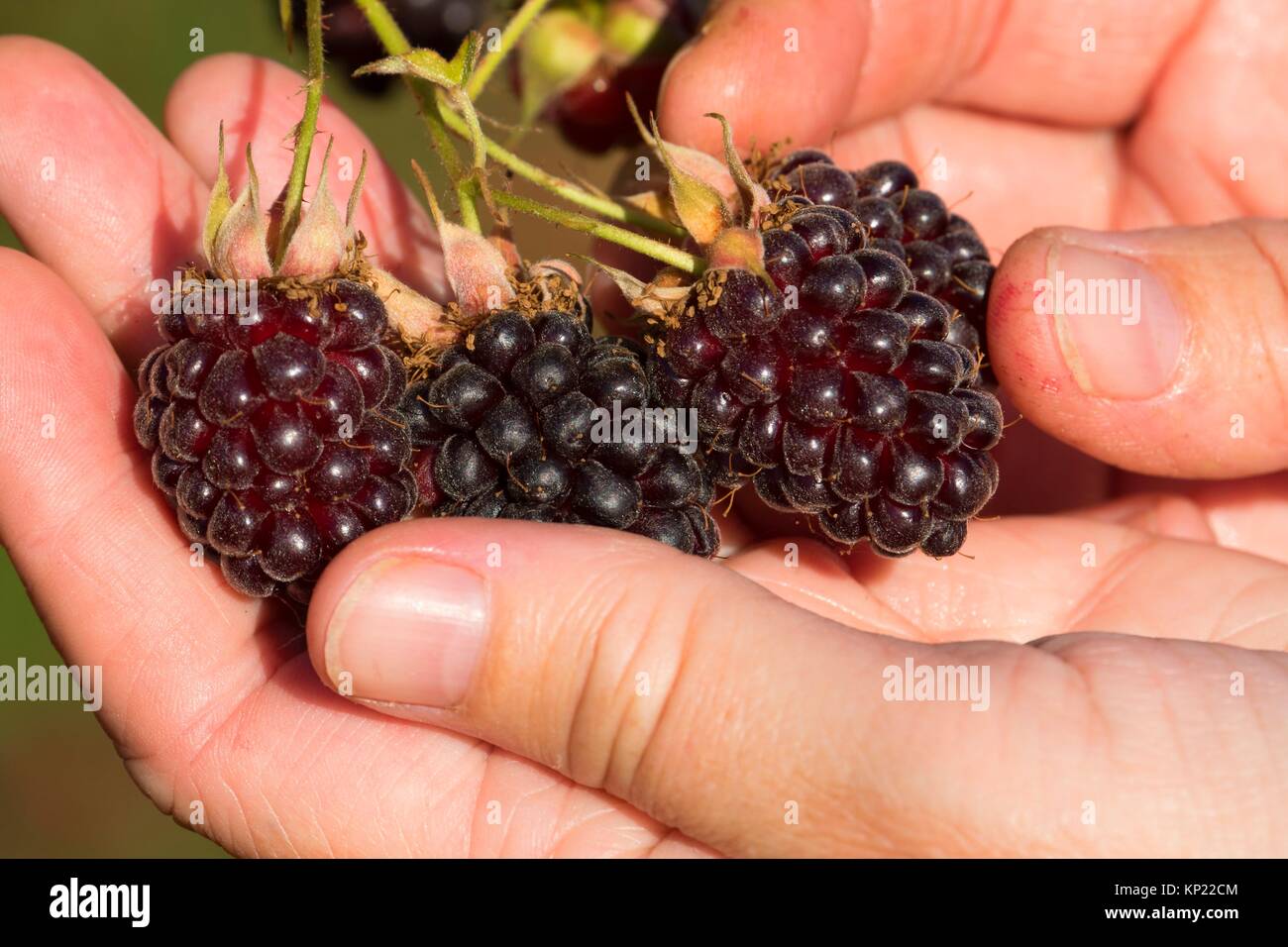 Boysenberry color hi-res stock photography and images - Alamy