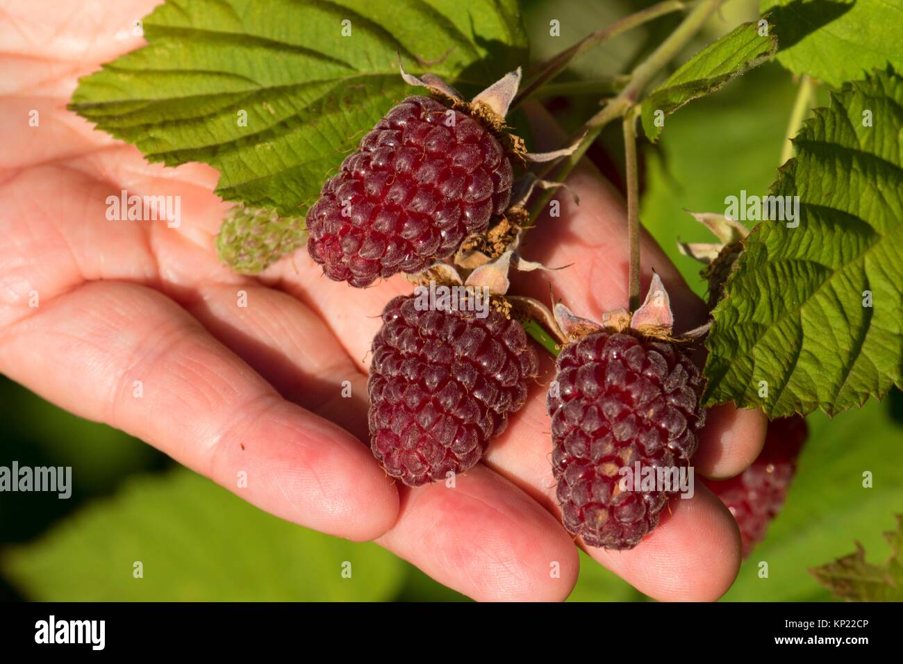 Loganberries hi-res stock photography and images - Alamy