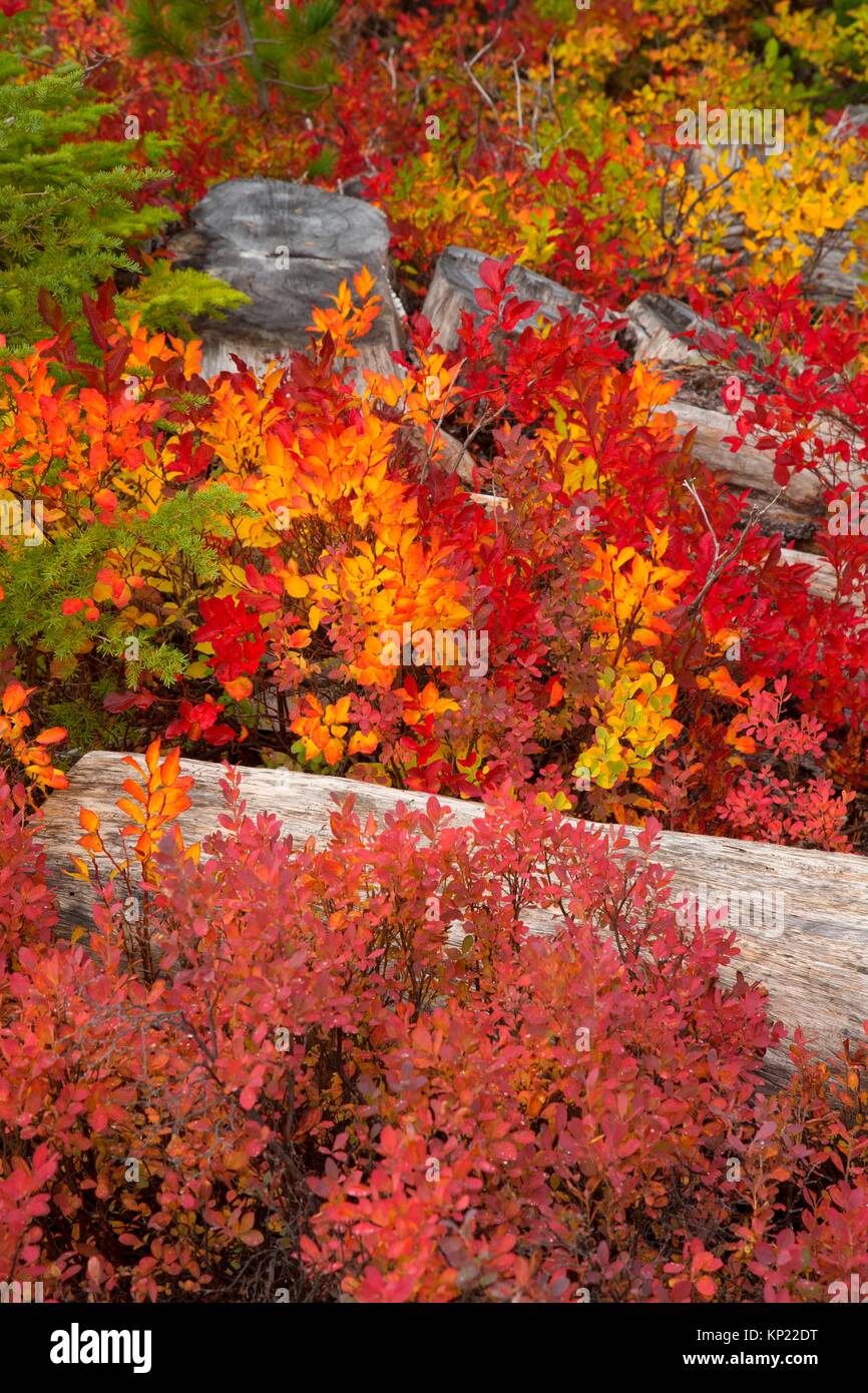 Huckleberry range hi-res stock photography and images - Alamy