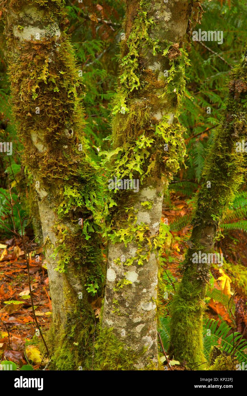 Red alder (alnus rubra) hi-res stock photography and images - Alamy