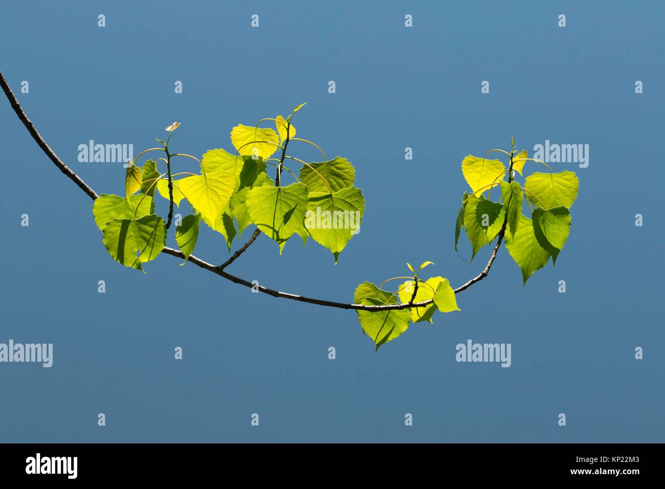 Cottonwood Leaves High Resolution Stock Photography and Images - Alamy
