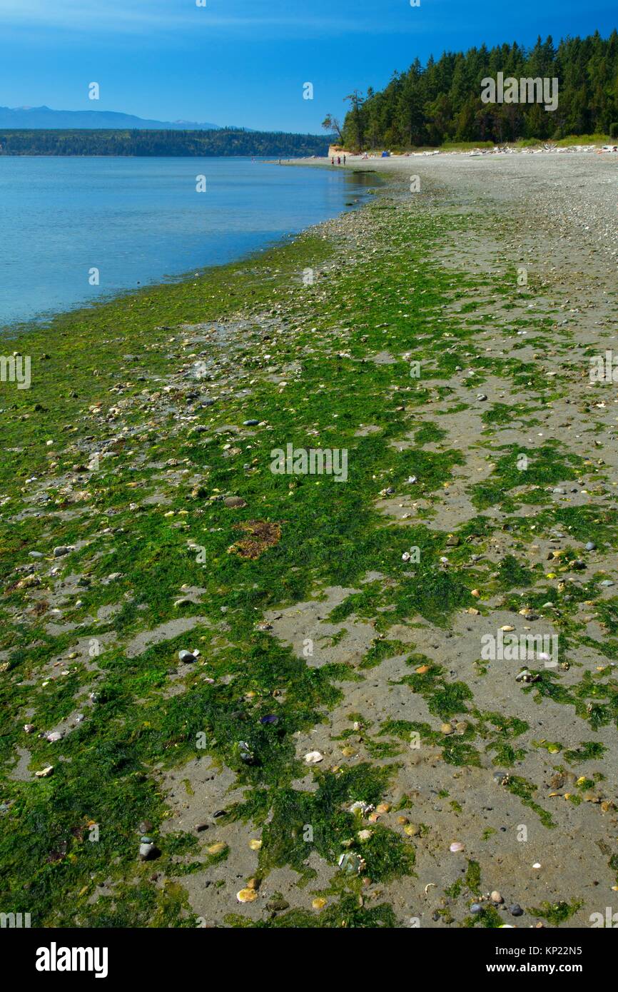 Puget sound beach High Resolution Stock Photography and Images - Alamy
