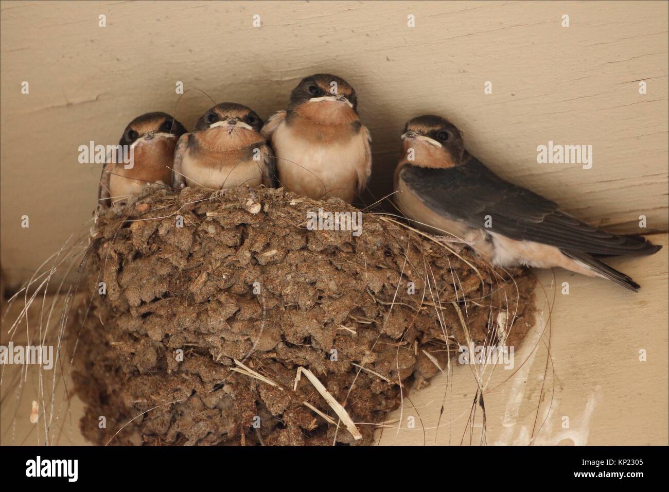 Nevada Fauna High Resolution Stock Photography and Images - Alamy