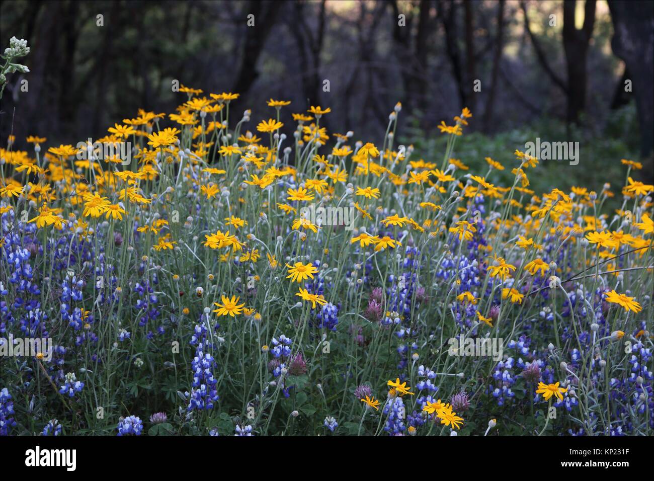 Lupin Bloom High Resolution Stock Photography and Images - Alamy