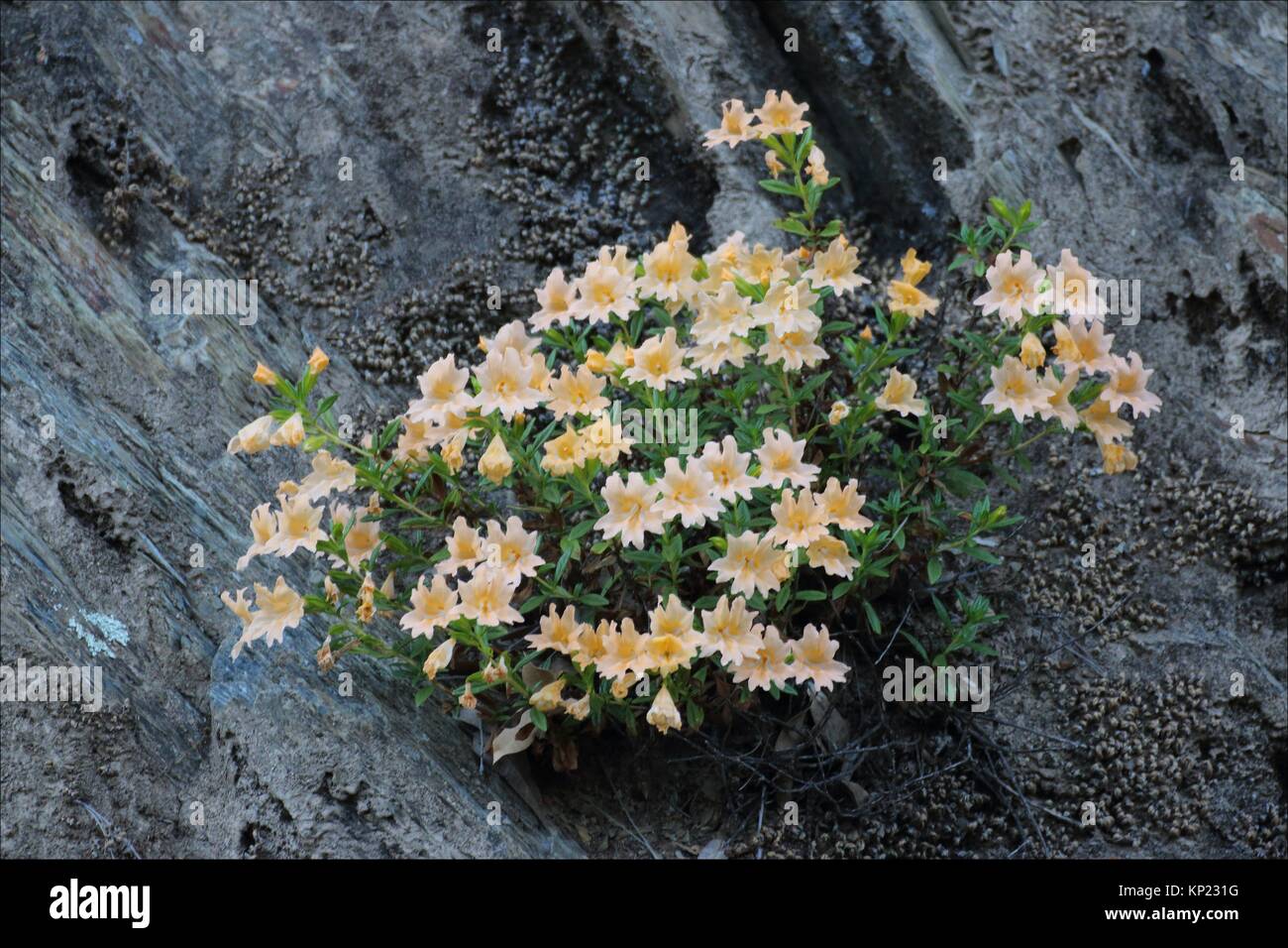 Poho hi-res stock photography and images - Alamy