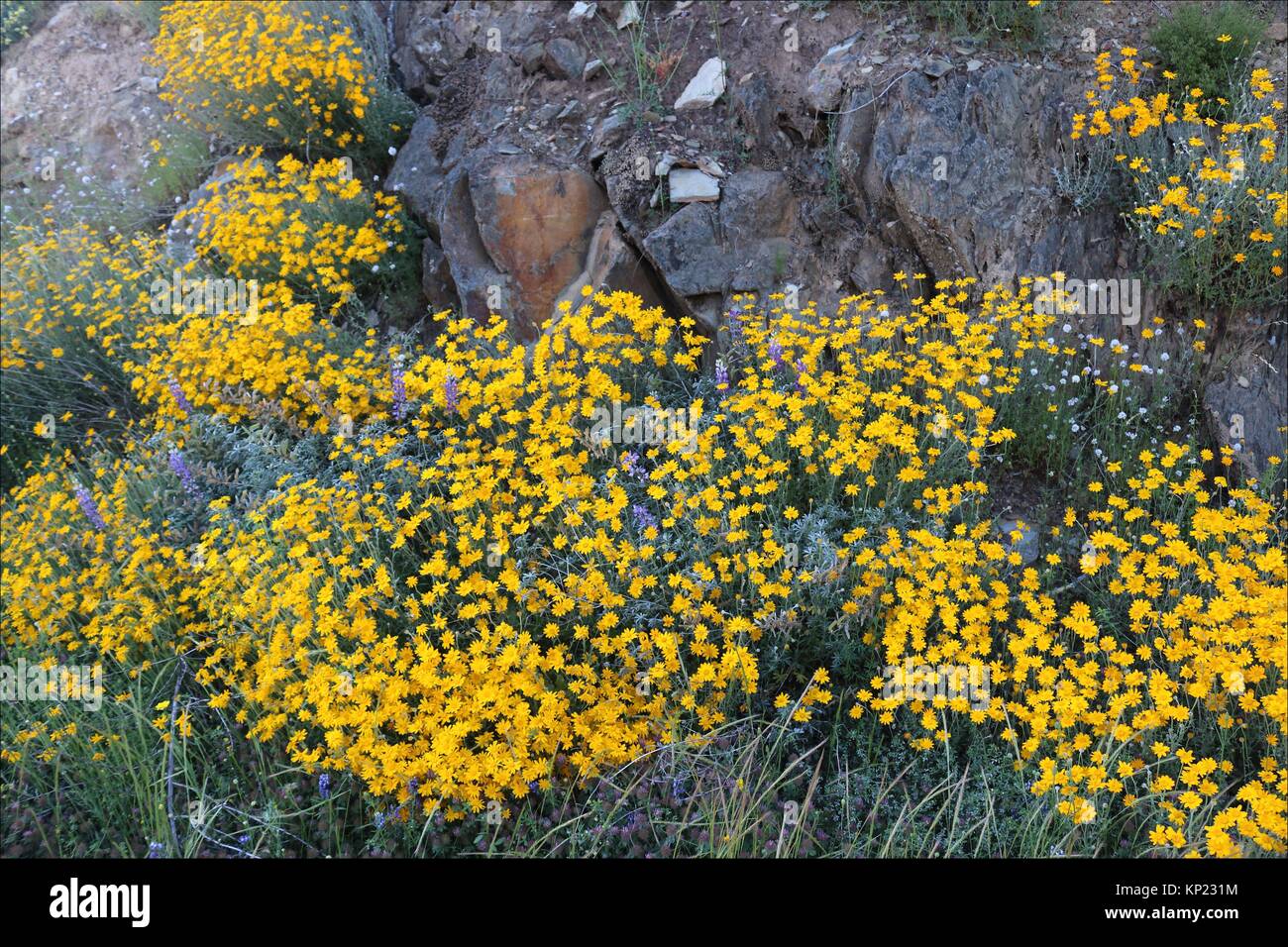 Pollock Pine High Resolution Stock Photography and Images - Alamy
