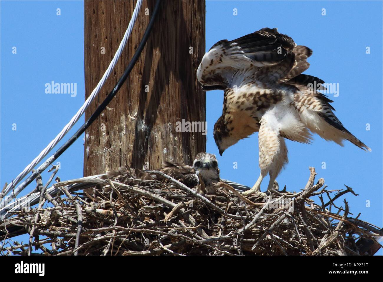 Arizona fauna hi-res stock photography and images - Alamy
