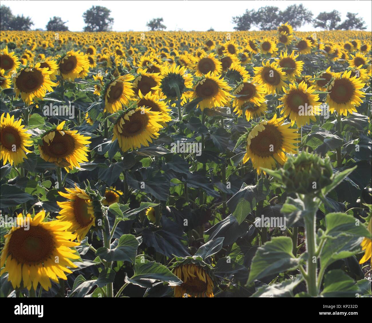 Kansas agriculture sunflower usa hi-res stock photography and images ...